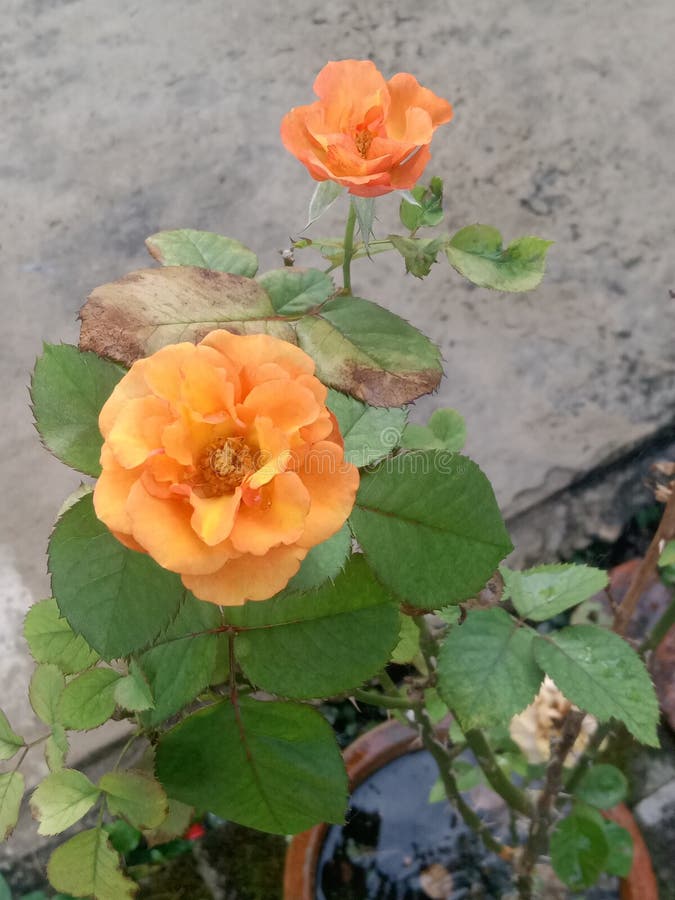 Yellow Rose from Sabah, Malaysia Stock Photo - Image of malaysia ...