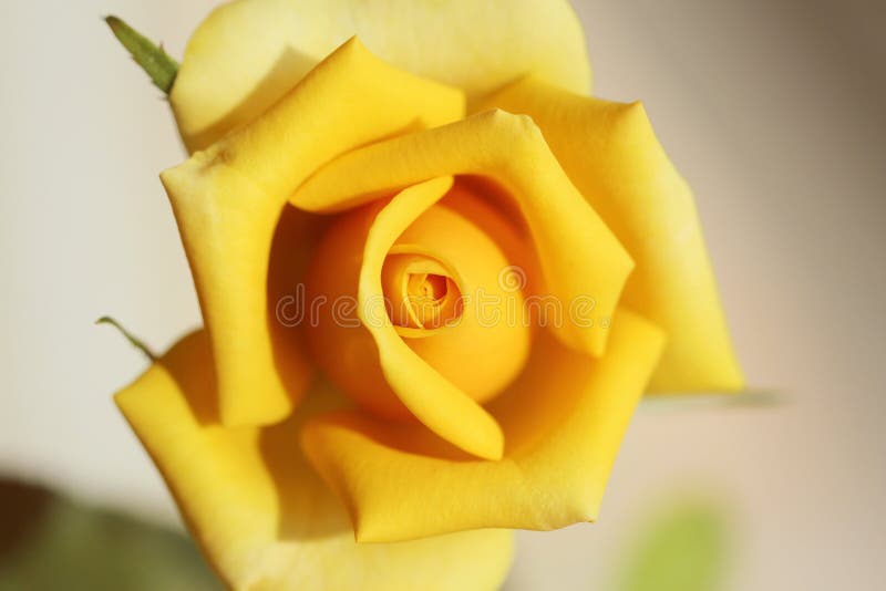 Yellow Rose with Shadow on Yellow Background Stock Photo - Image of ...