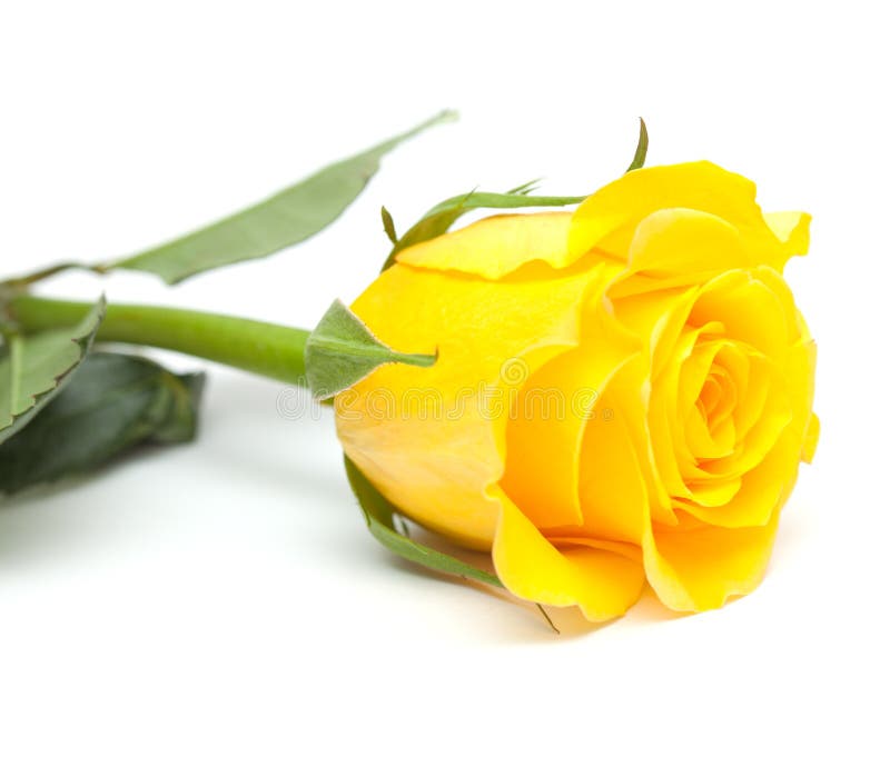 Single yellow rose stock photo. Image of branch, petals - 16438376