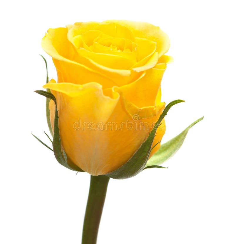 Single yellow rose stock photo. Image of branch, petals - 16438376