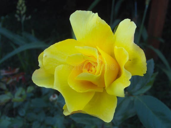 Yellow Rose stock image. Image of bloom, single, rose - 75363321