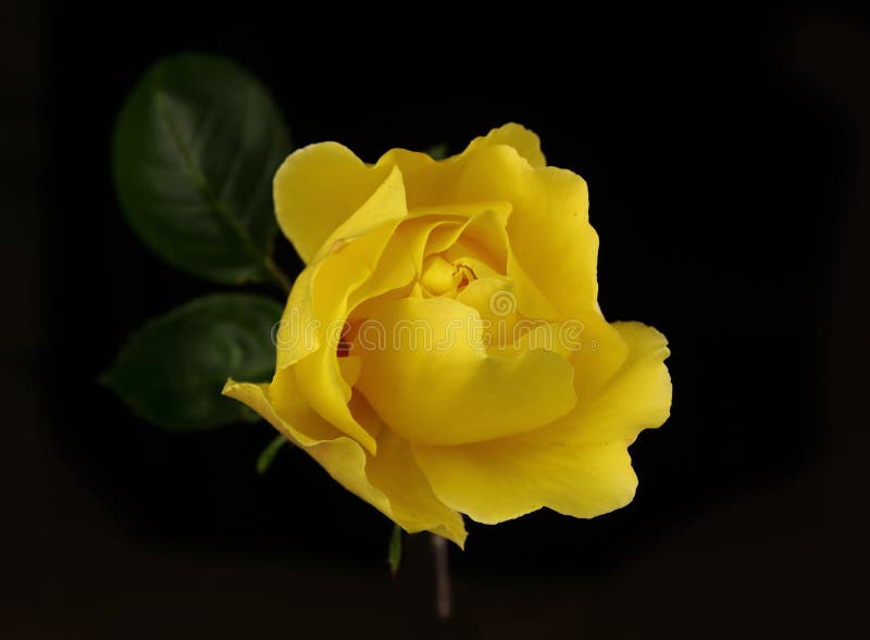 Yellow rose stock image. Image of fragrant, feelings - 180954101