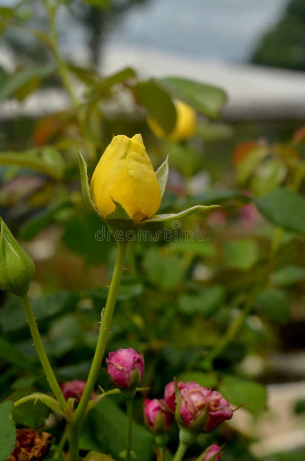 Yellow rose small Single stock image. Image of beauty - 104241183