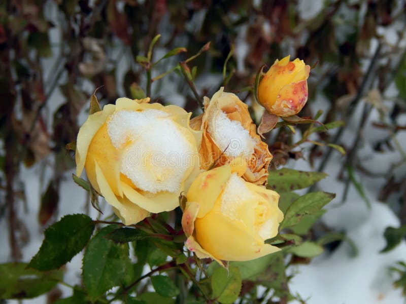 2,877 Yellow Rose Snow Stock Photos - Free & Royalty-Free Stock Photos ...