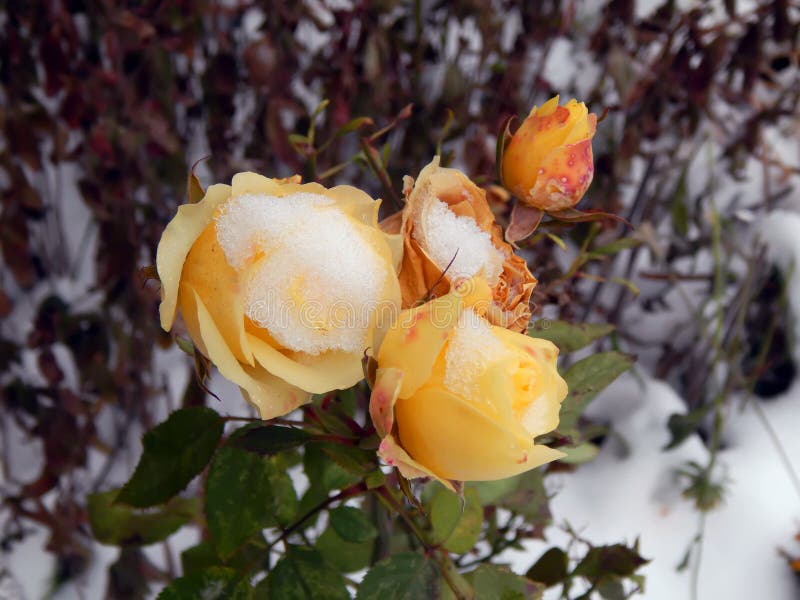 Yellow rose in the snow stock image. Image of flowers - 82298655