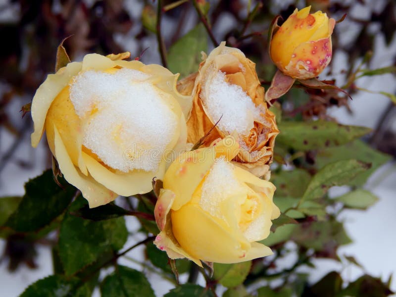 Roses In The Snow. Snow On The Rose. Yellow Roses In Winter Stock Image ...
