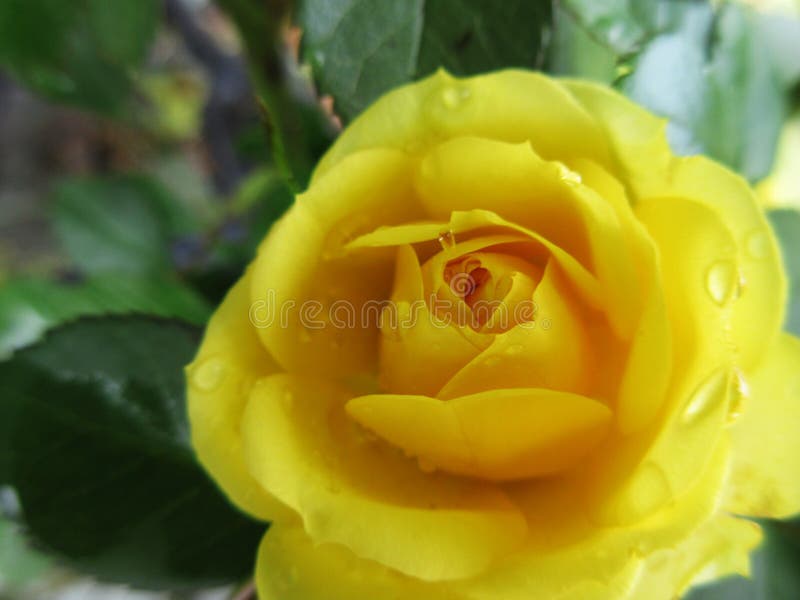 Yellow Rose 3 stock photo. Image of rosebush, garden - 92081030