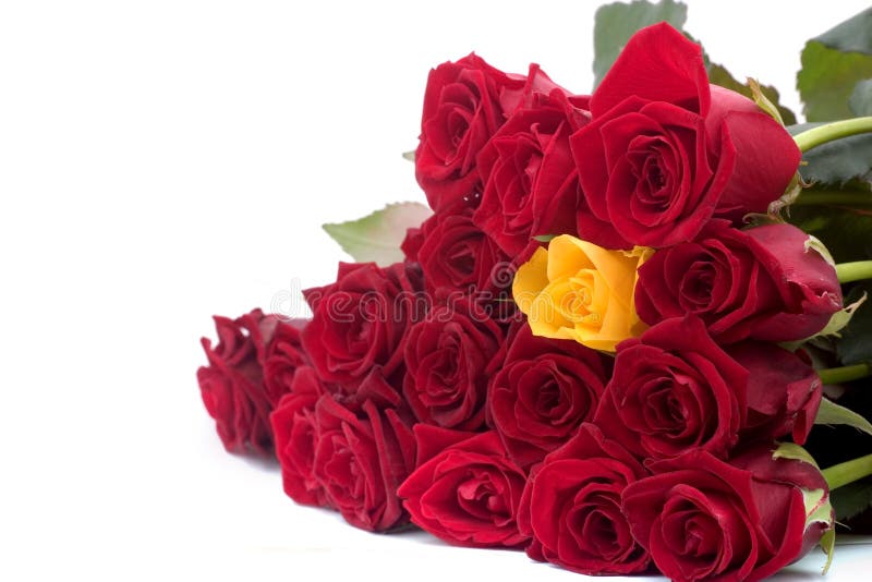 Yellow rose standing out stock image. Image of romance - 4038933