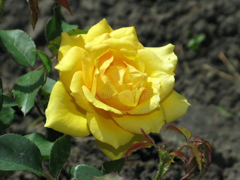 Yellow rose stock photo. Image of blossoming, flower - 94821146