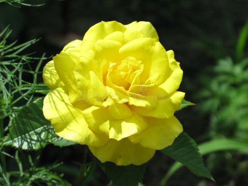 Yellow rose stock image. Image of summer, flowerbed, shot - 94821583