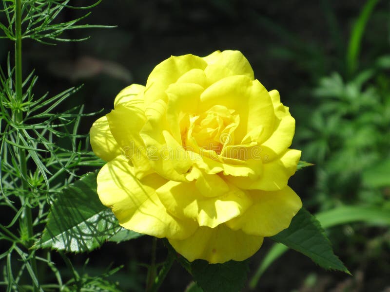 Yellow rose stock image. Image of shot, bouquet, yellow - 94821697