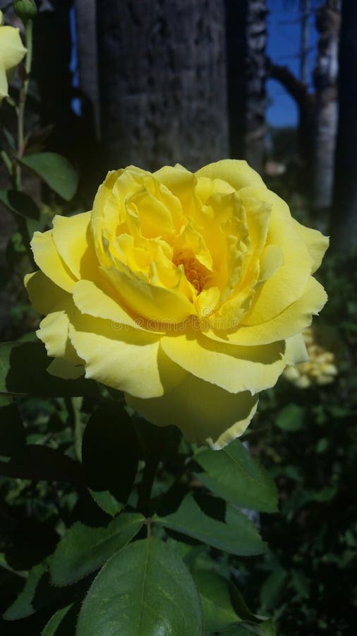 Yellow rose in sunlight stock photo. Image of yellow - 88882906