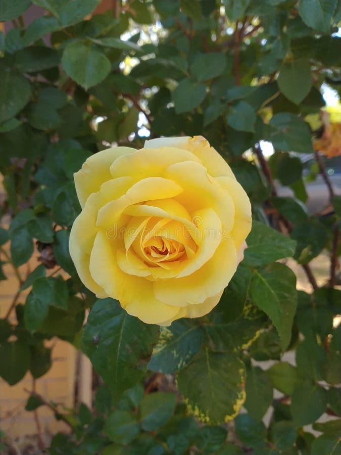 Yellow rose of Texas stock image. Image of yellow, flower - 238394111
