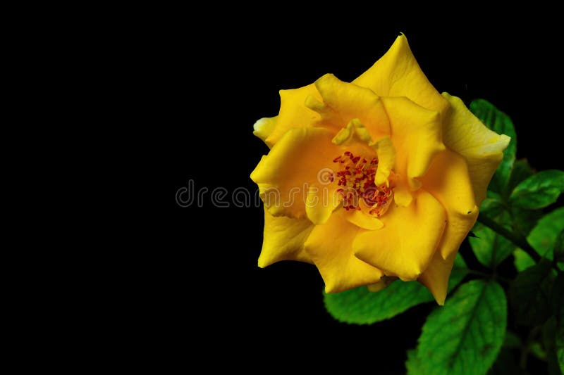 Yellow Rose in Third Rules of Photography Stock Image - Image of petals ...