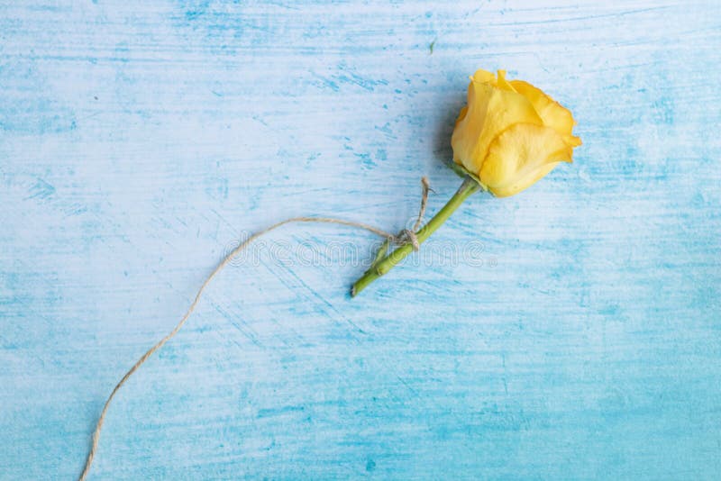 Yellow rose tied with rope stock image. Image of memories - 165599519
