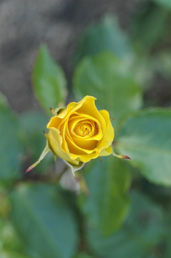 Yellow Rose stock image. Image of nikon, view, nature - 40633143