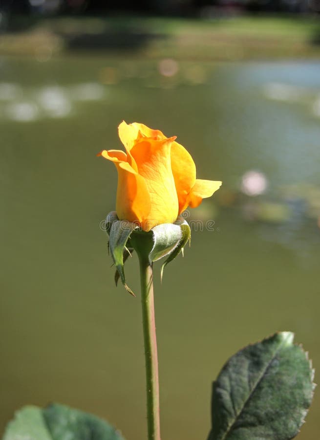 Yellow Rose Tropical Rose Garden Stock Image - Image of garden, fresh ...