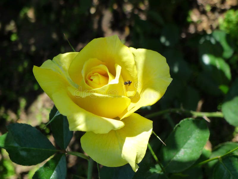 Yellow Rose Tropical Rose Garden Stock Photo - Image of nature, rose ...