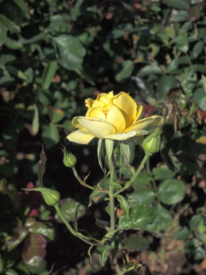Yellow Rose Tropical Rose Garden Stock Photo - Image of floral, nature ...