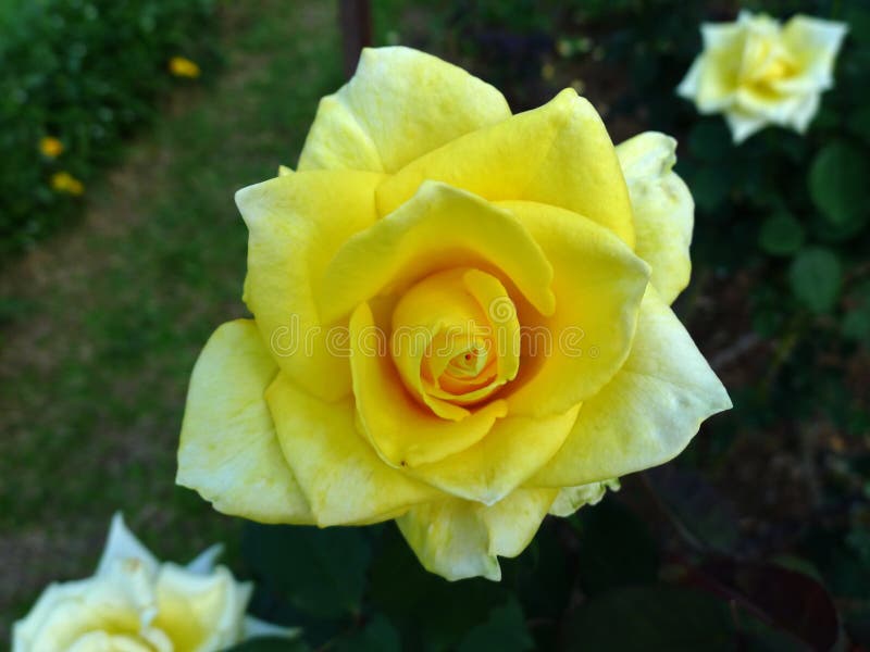 Yellow Rose Tropical Rose Garden Stock Image - Image of bunch ...