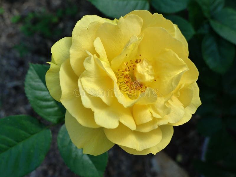 Yellow Rose Tropical Rose Garden Stock Image - Image of natural, color ...