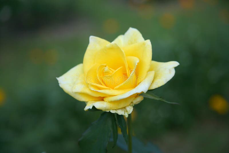 Yellow Rose Tropical Rose Garden Stock Photo - Image of love, yellow ...