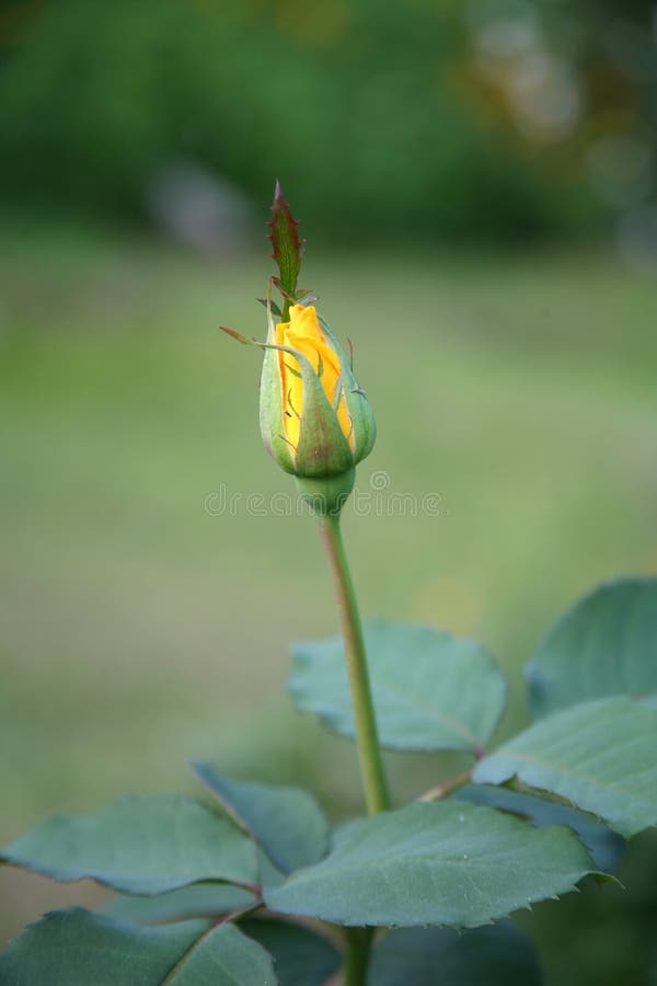 Yellow Rose Tropical Rose Garden Stock Image - Image of flower, color ...