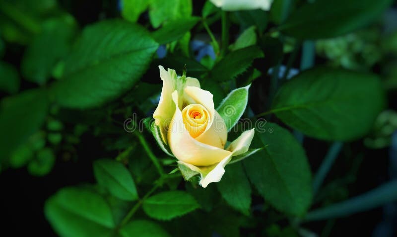 Yellow Rose Try To Be Very Beautiful Stock Photo - Image of green ...
