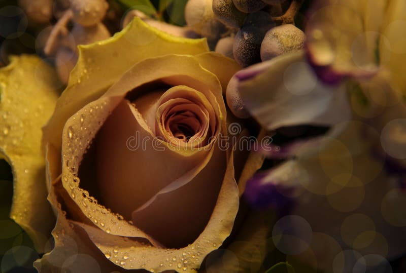 Red Rose stock image. Image of rose, beauty, tender - 103116465