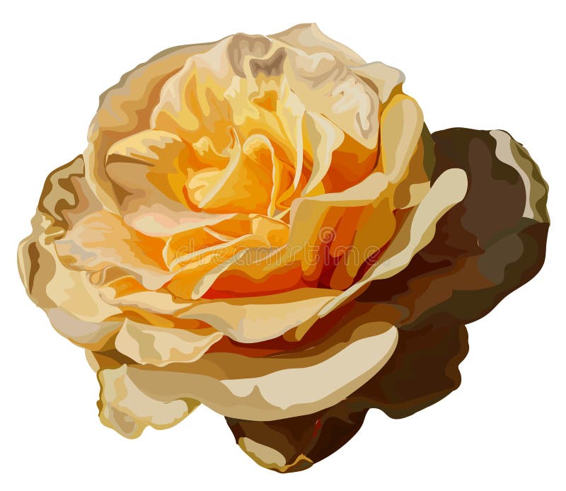 Yellow Rose Vector Illustration Stock Vector - Illustration of roses ...