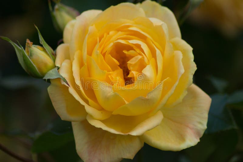 Yellow Rose stock photo. Image of blume, natur, rosa - 49339580