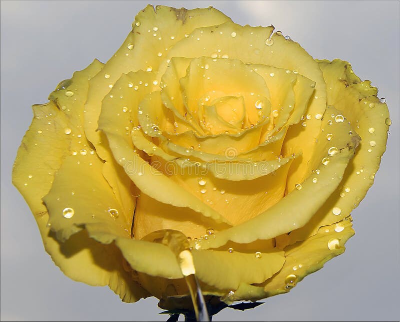 Yellow rose stock image. Image of pretty, color, hibiscus - 71441311