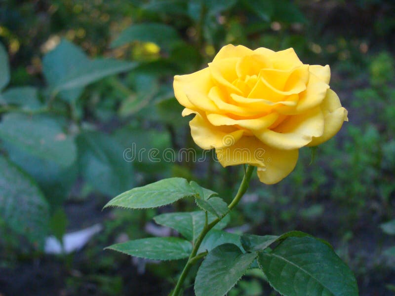 Yellow Rose in the Village Near the House Stock Photo - Image of nature ...