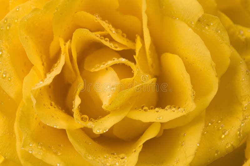 Yellow Rose with Water Droplets Closeup Stock Image - Image of nature ...