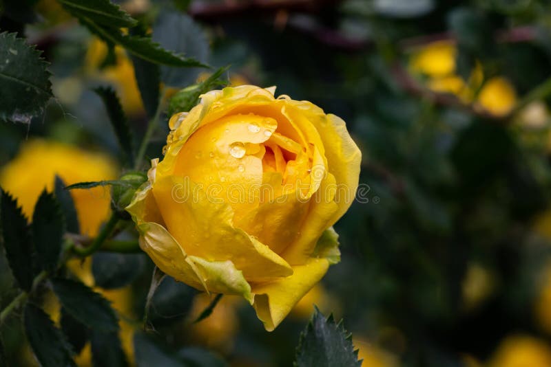 Yellow Rose with Water Drops Stock Image - Image of natural, botanical ...