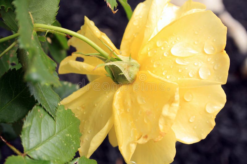 Yellow Rose with Water Drops Stock Photo - Image of droplets, plant ...