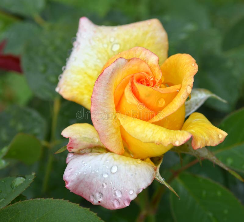 Yellow Rose with Water Drops Stock Image - Image of gift, wedding: 83529287