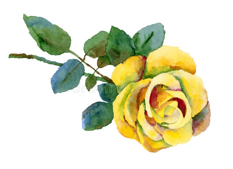Yellow rose stock illustration. Illustration of nature - 33670957