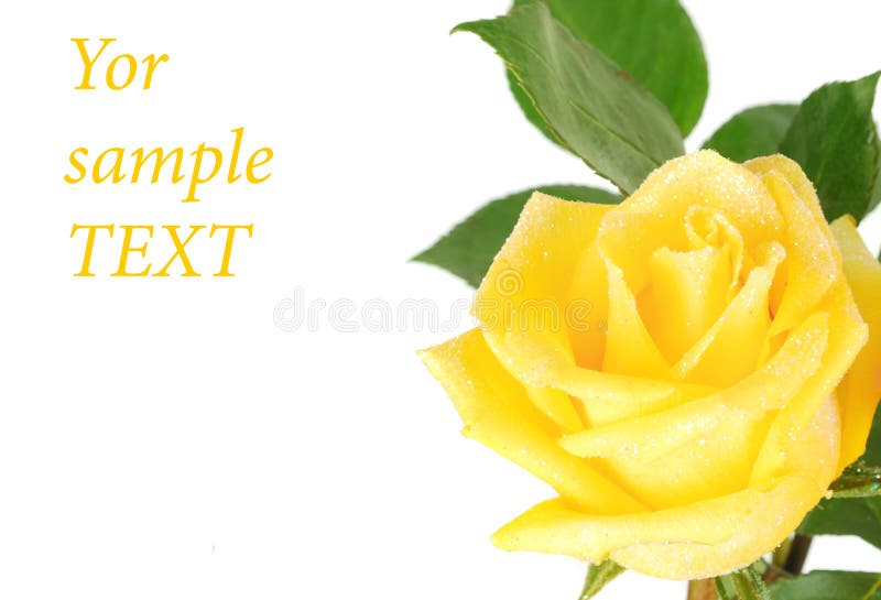 A Single Long Stemmed Yellow Rose on White Background. Stands for Joy ...