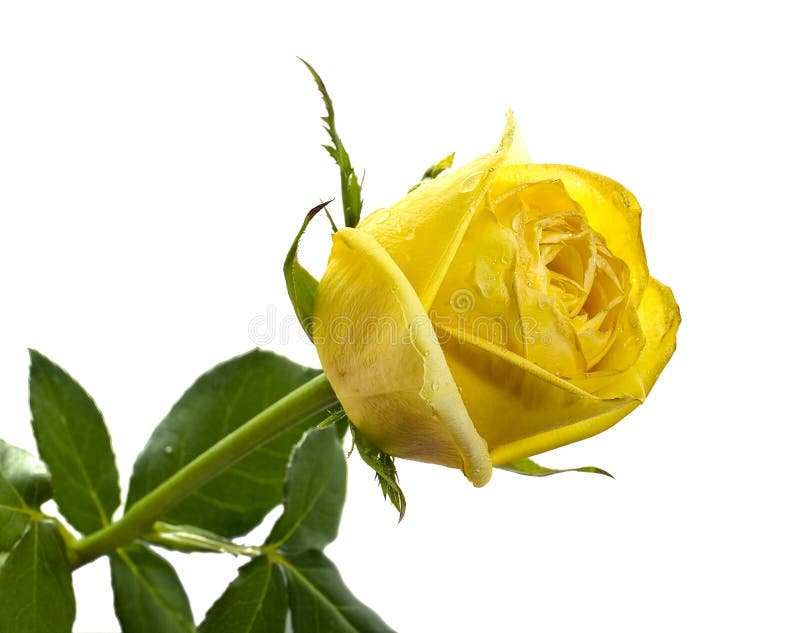 Yellow Rose on White Isolated Background Stock Image - Image of single ...
