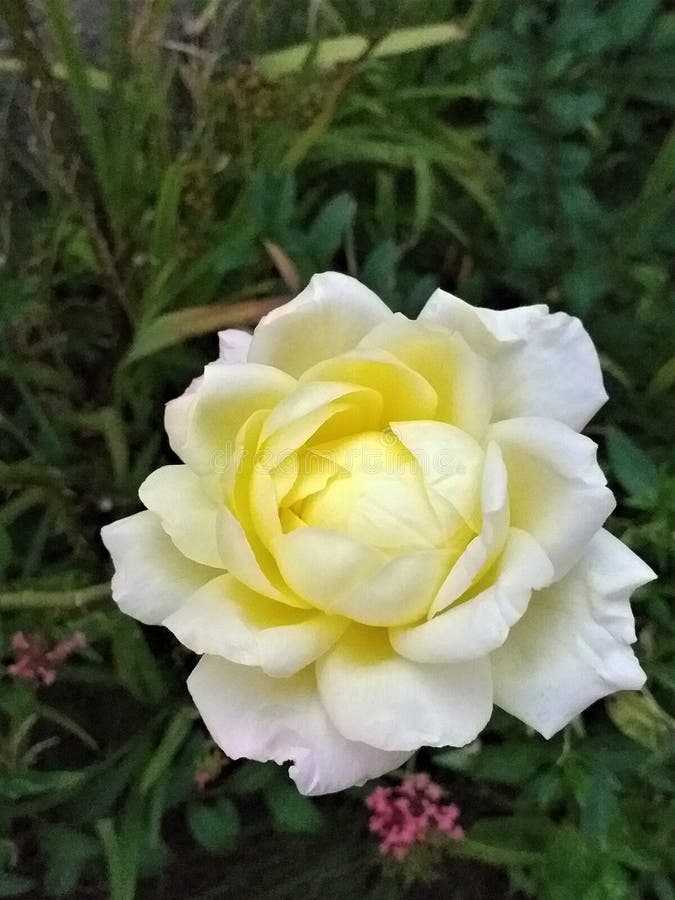 A Yellow Rose with White and Pink Tips Stock Photo - Image of pink ...