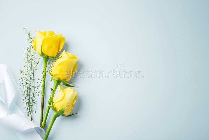 Yellow Rose with White Ribbon on Blue Background, Top View Stock Photo ...