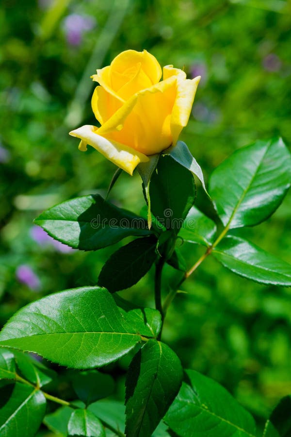 Yellow rose stock image. Image of yellow, soft, friendship - 111273427