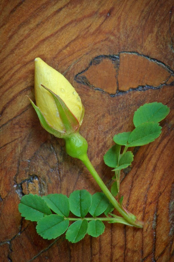 Yellow Rosebud stock photo. Image of closed, love, beautiful - 20197270