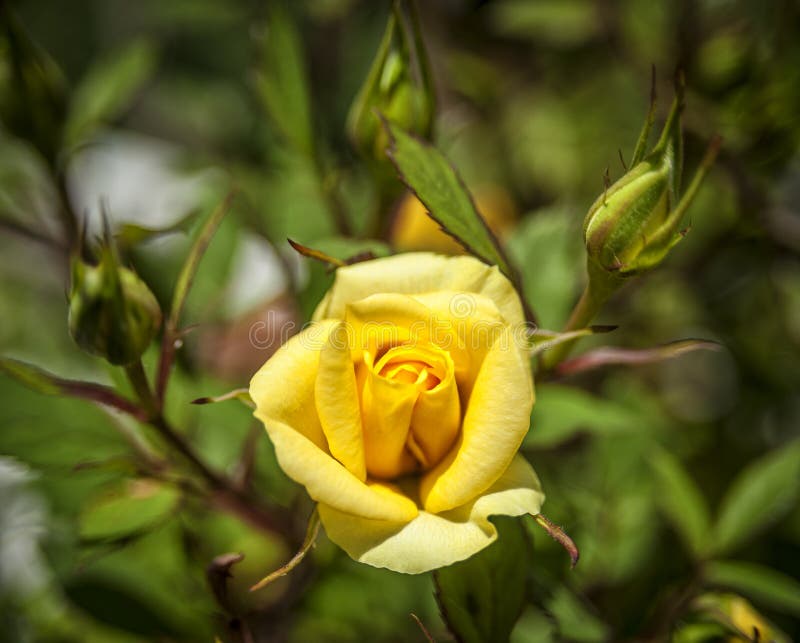 Yellow Rosebud stock image. Image of bouquet, flora - 103078593