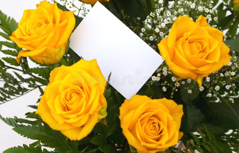 Yellow roses 1 stock image. Image of affection, desire, paper - 96373