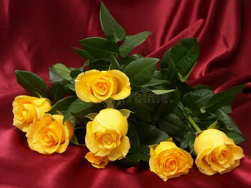 Yellow roses stock photo. Image of proposal, flowers, bunch - 119140