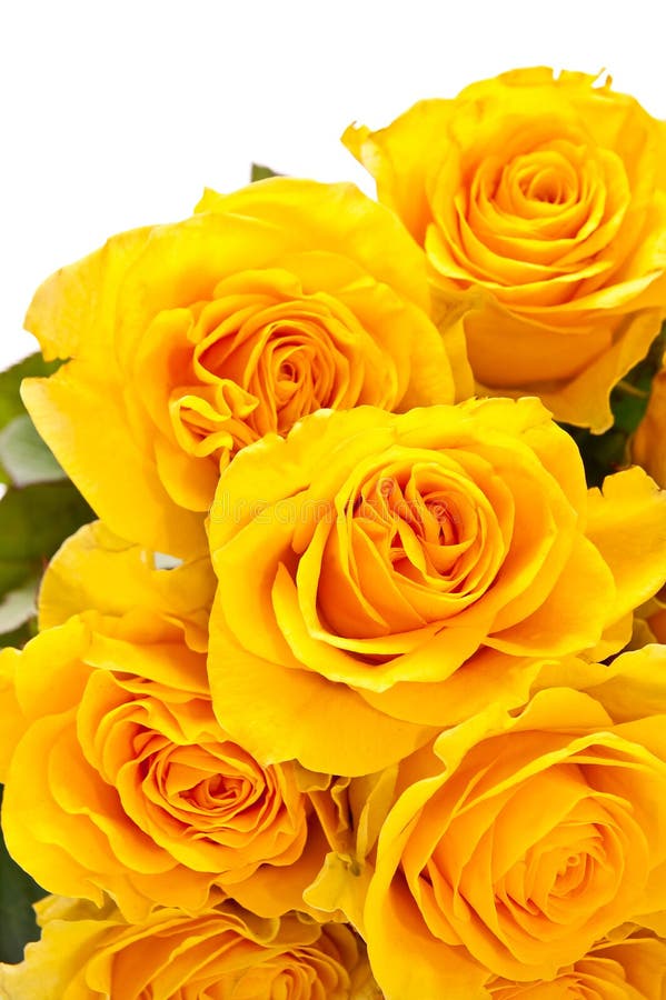 Pastel Yellow Roses with Droplets Background Stock Image - Image of ...