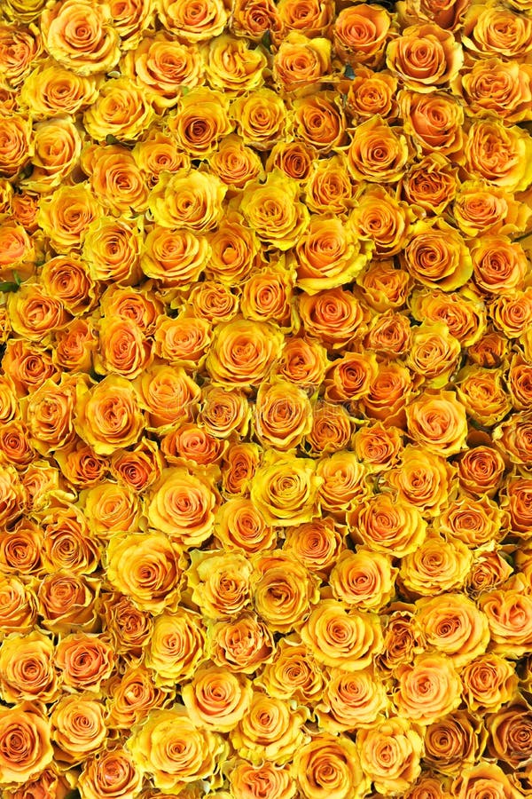 Yellow roses stock photo. Image of blossom, mass, roses - 17393572