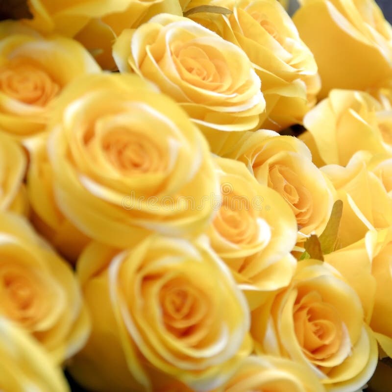 Yellow roses stock photo. Image of florals, petal, bouquet - 2580380